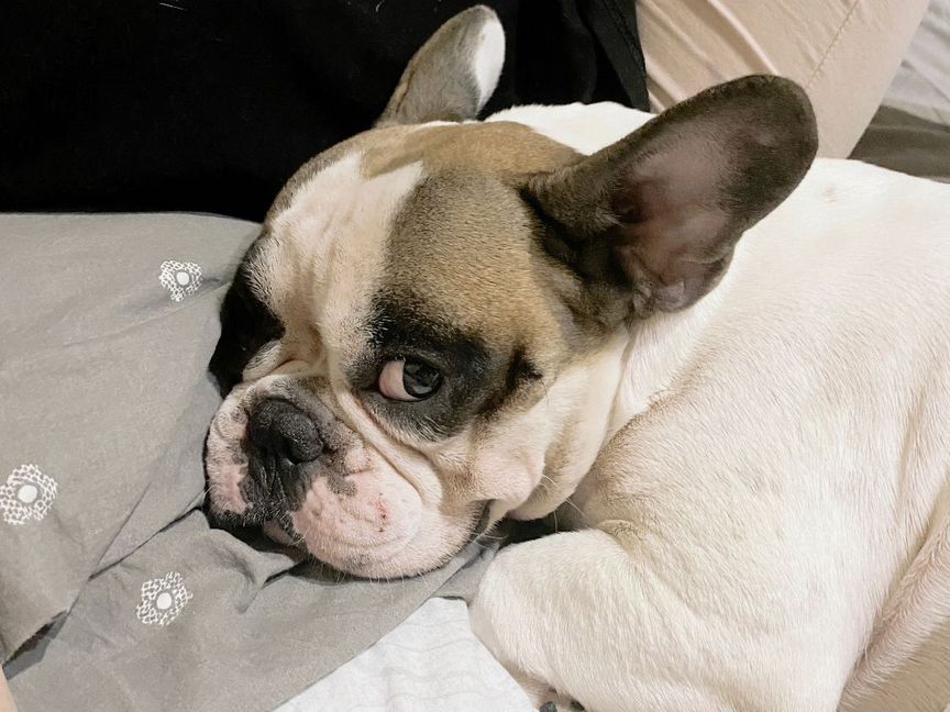 Французский бульдог вязка
