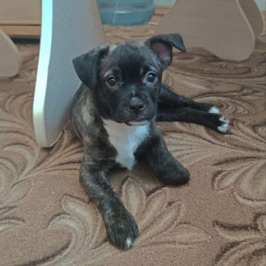 Щенок (не отдаю)