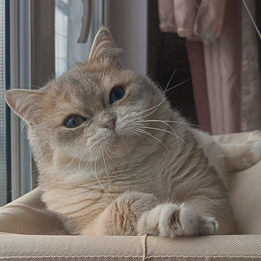 Британский котик