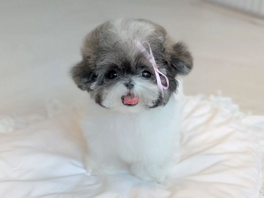 Мини щенок девочка пудель из Кореи