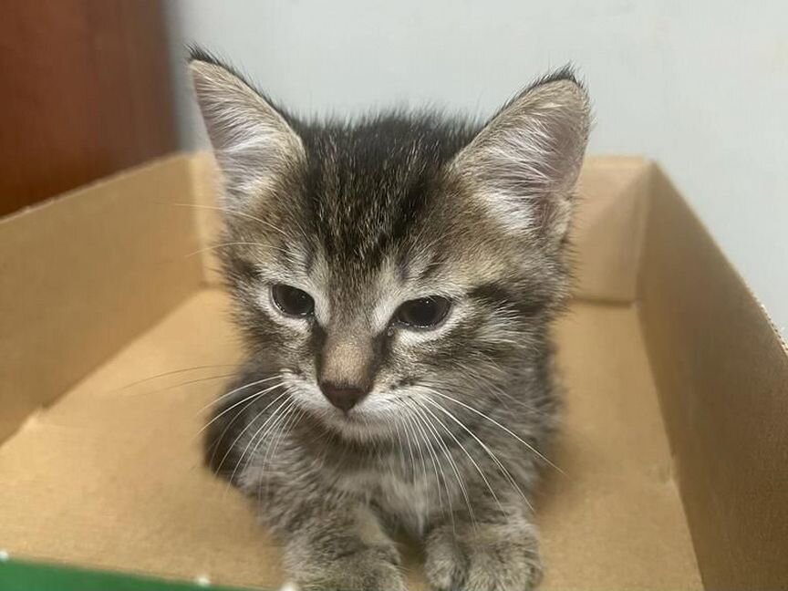 Полосатая девочка в добрые руки