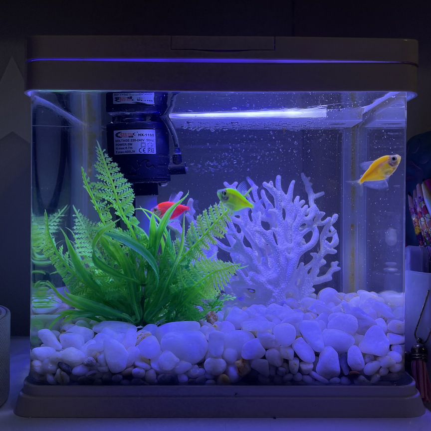 Аквариум с рыбками