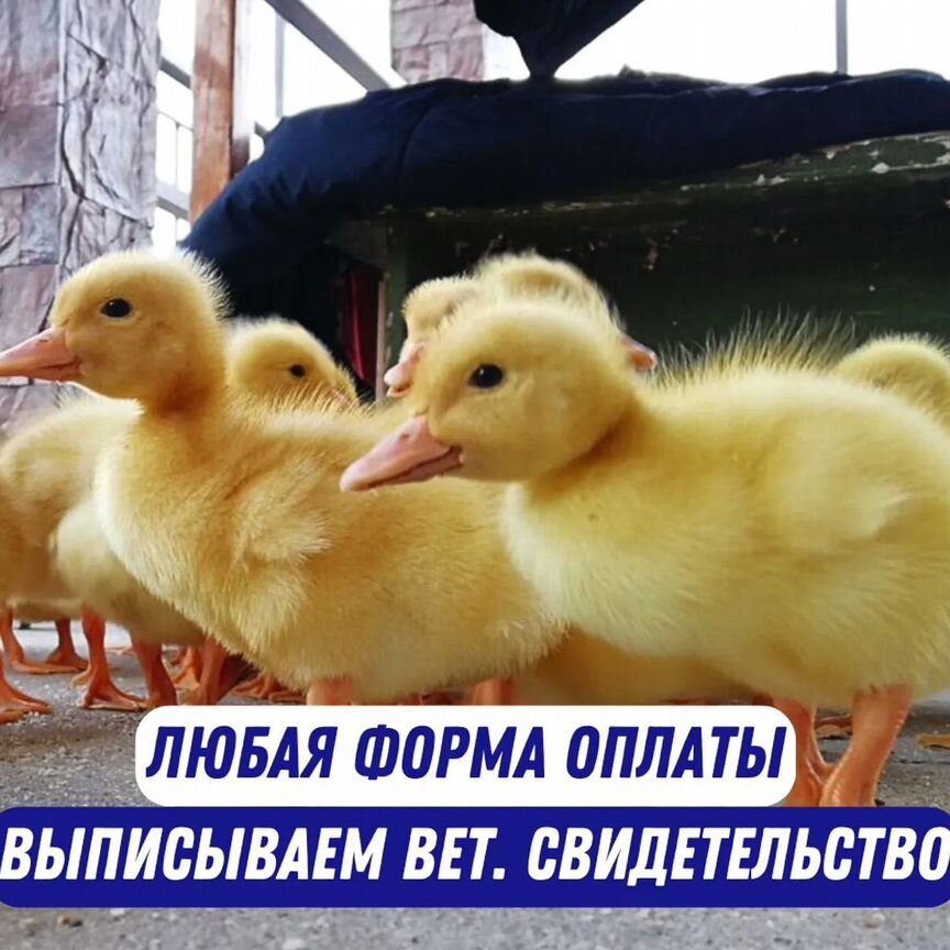 Утята ст 5 оптом от 50 шт. доставка бесплатная