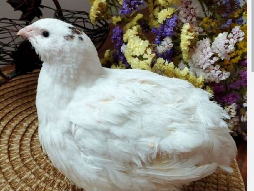 Техасский перепел белый утяжеленный