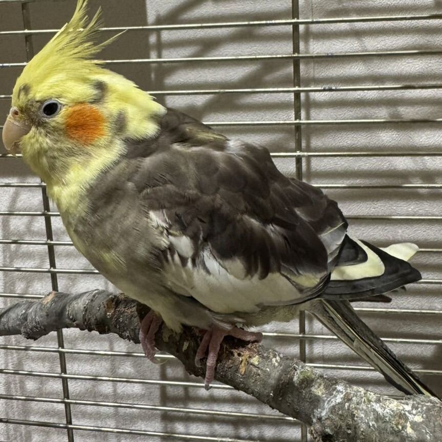 Попугай корелла