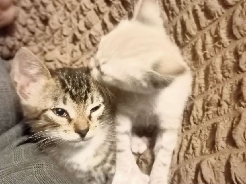 Котята (кот и кошечка )