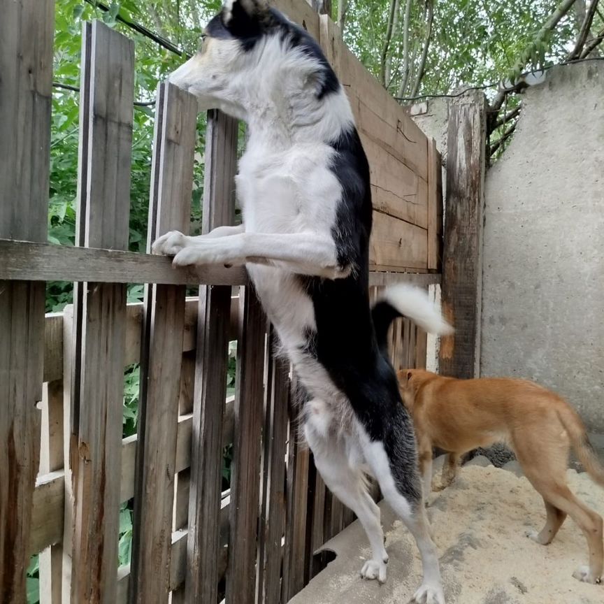 Собака в добрые руки