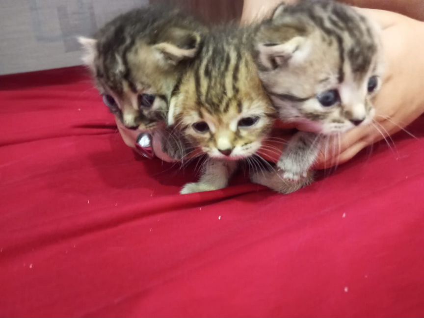 Котятки в добрые руки