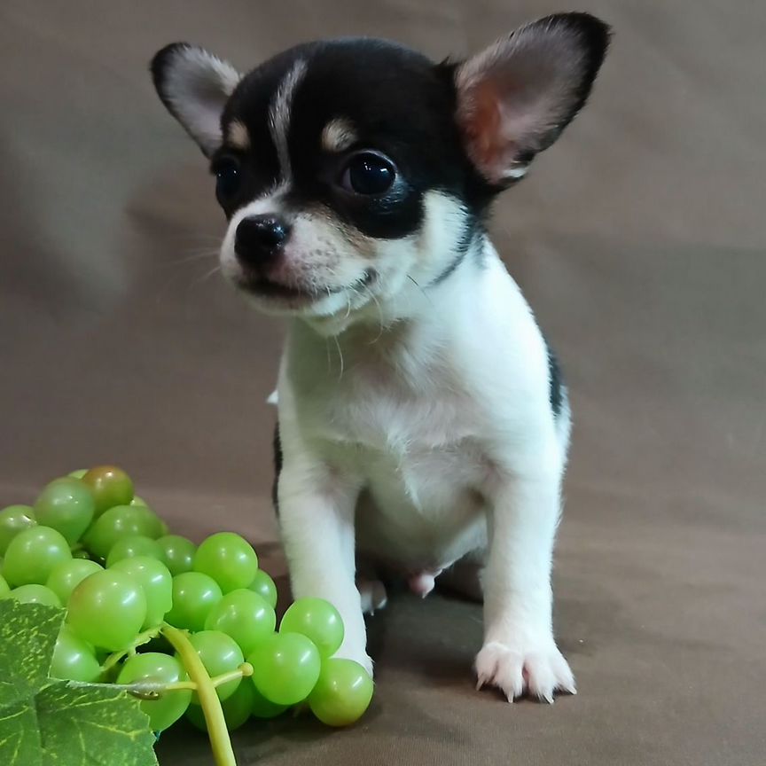 Чихуахуа, щенок