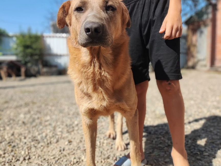 Собака молодой пёс в добрые руки