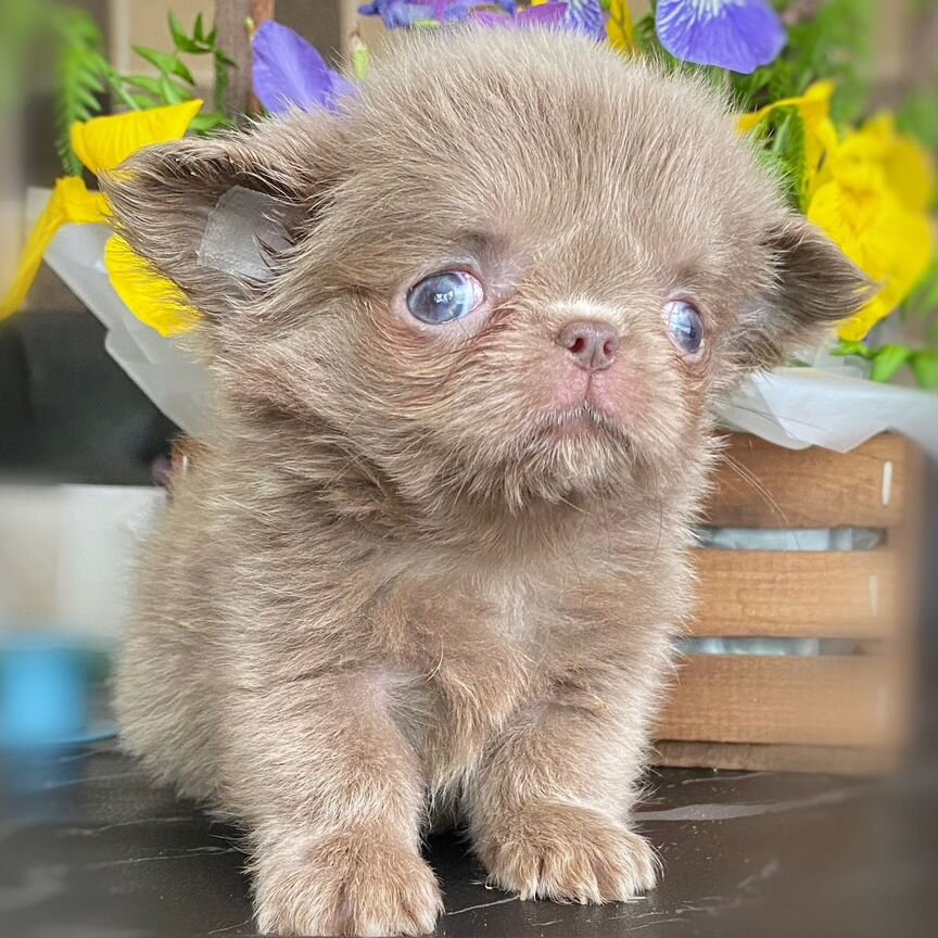 Клён (изумительный лиловый мальчик)