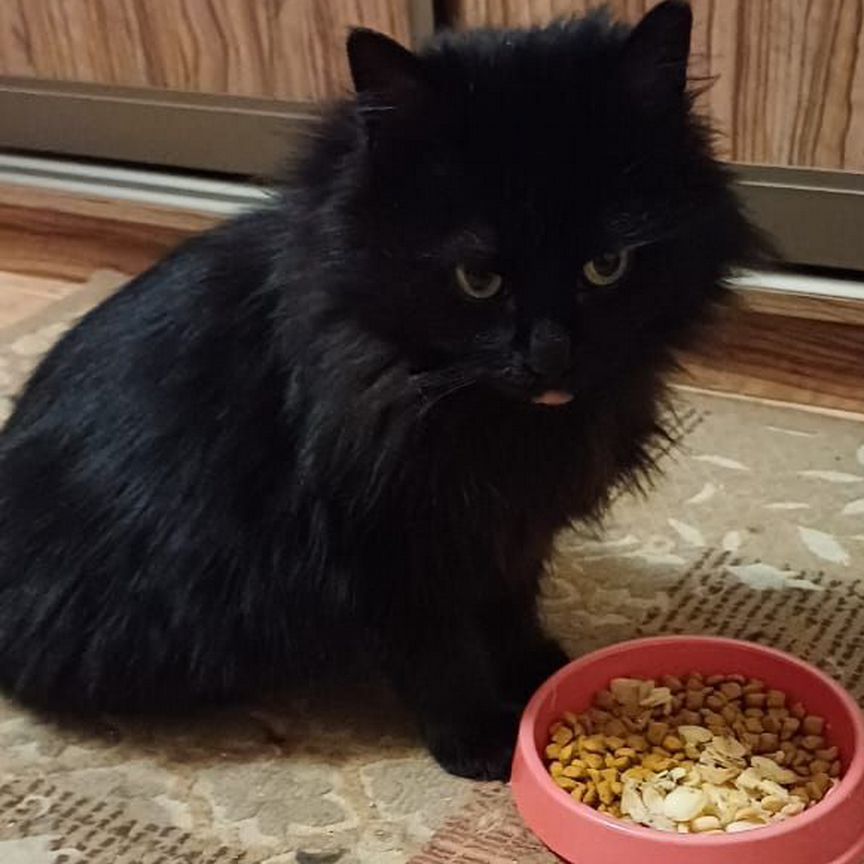 Кошка