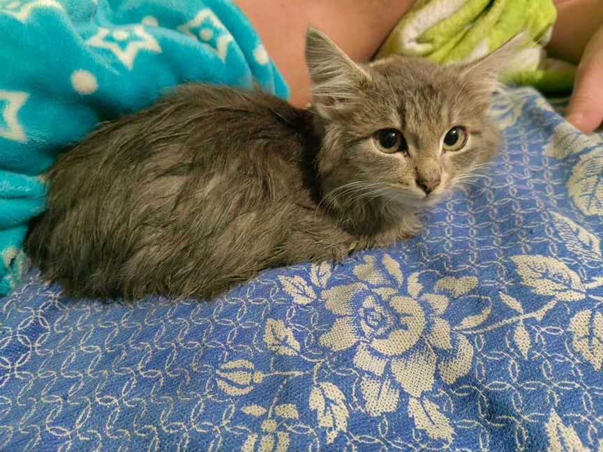 Кисуленька в добрые руки