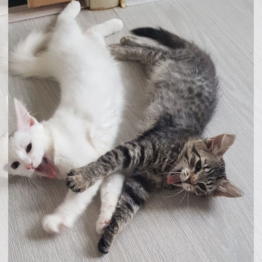 Отдам котят в добрые руки