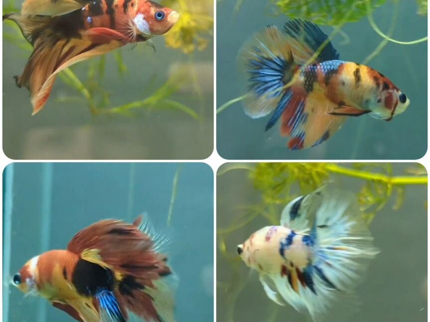 Петушки и курочки рыбки