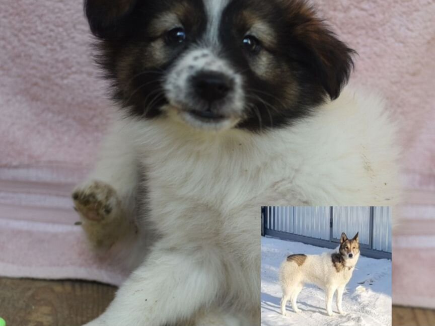 Милая малышка, 2 мес