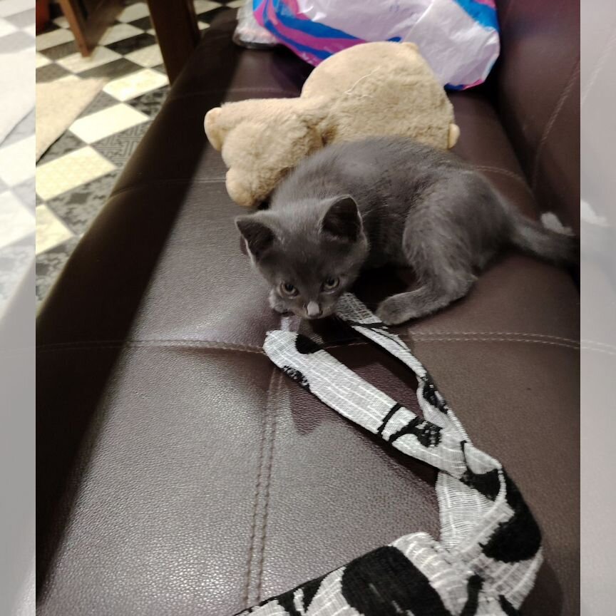 Котенок мальчик