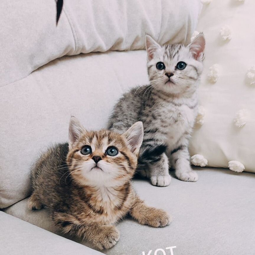 Шотландский прямоухий короткошёрстный котёнок
