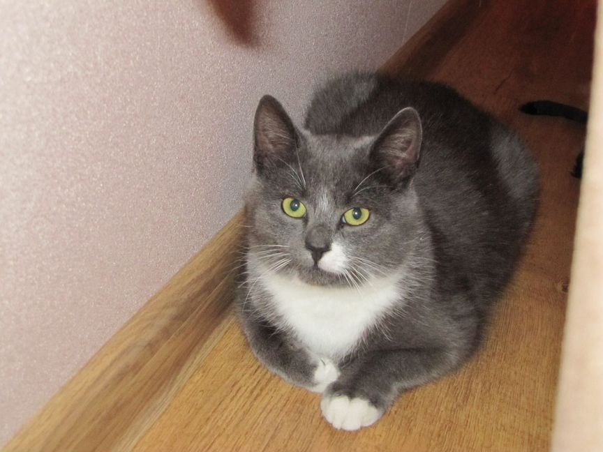 Котёнок