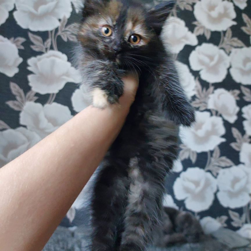 Котята в добрые руки бесплатно