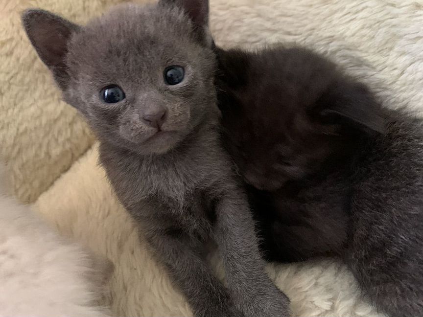 Британские котята