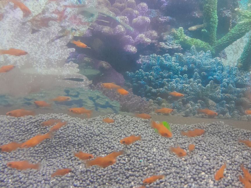 Мальки меченосца