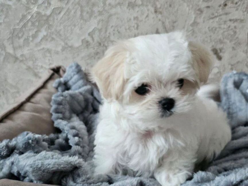 Щенок девочка Мальтезе