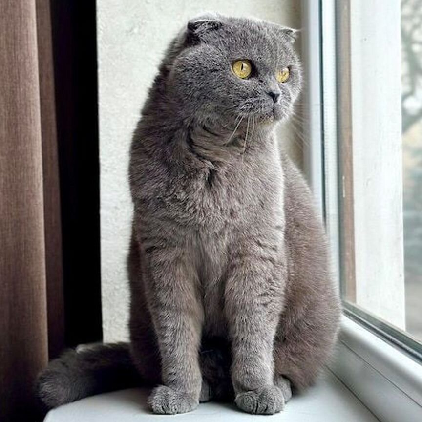 Шотландская вислоухая короткошёрстная кошка, взрослая