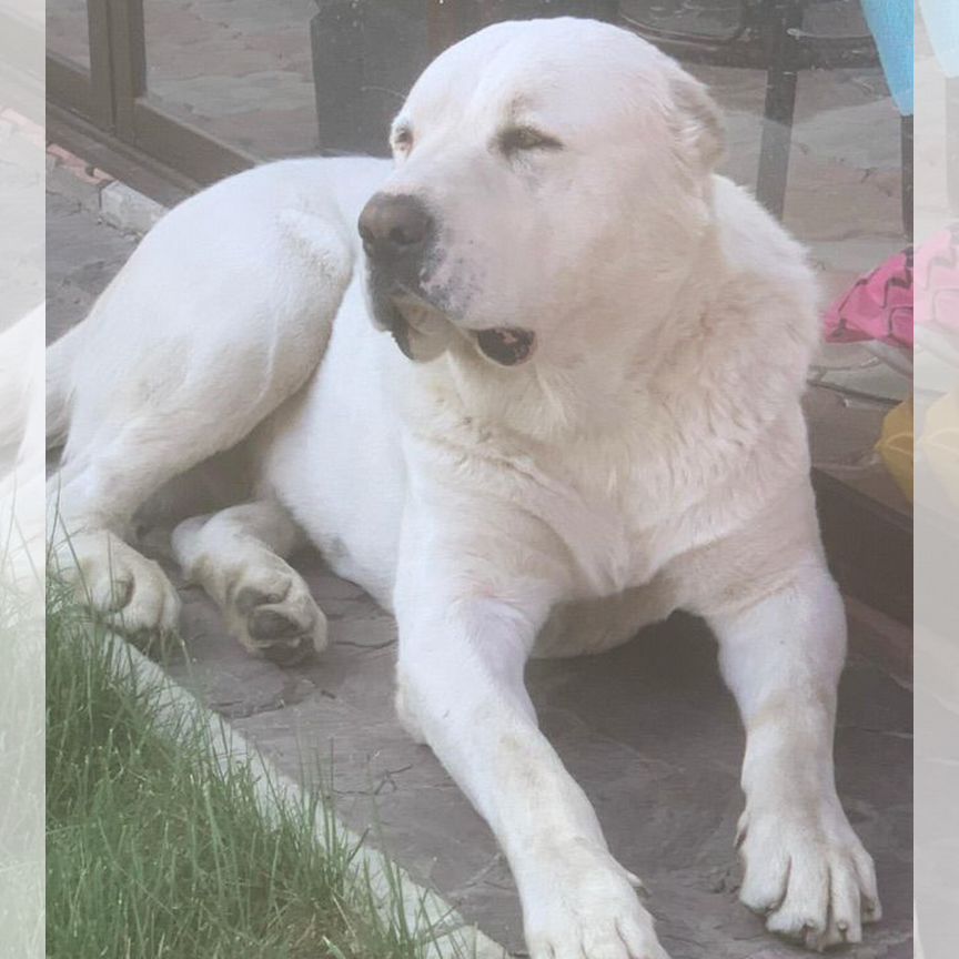 Кобель сао вязка