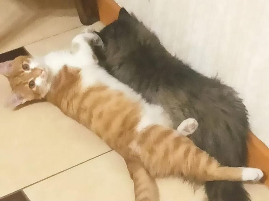 Игривый котик