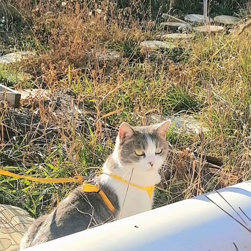 Ласковая Ляля для добрых людей