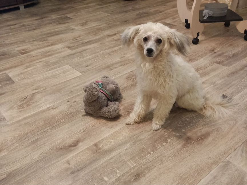 Собака в добрые руки