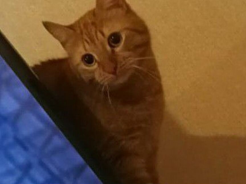 Умер хозяин котика рыжули