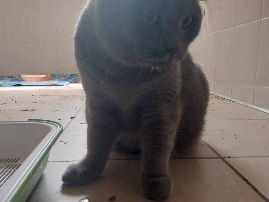 Британская короткошерстная кошка