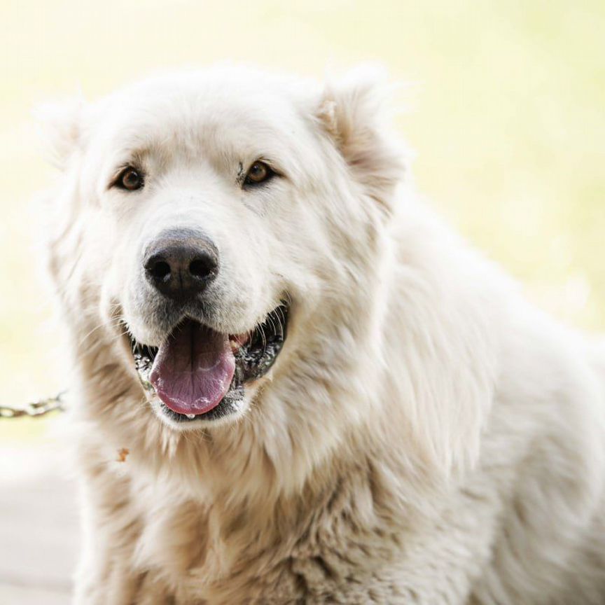 Среднеазиатская овчарка, щенок