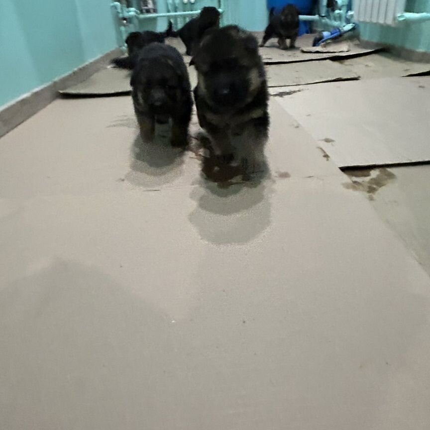 Щенки немецкой овчарки