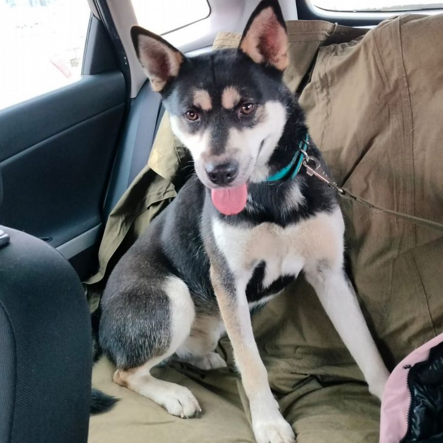 Сибирский хаски, взрослая собака