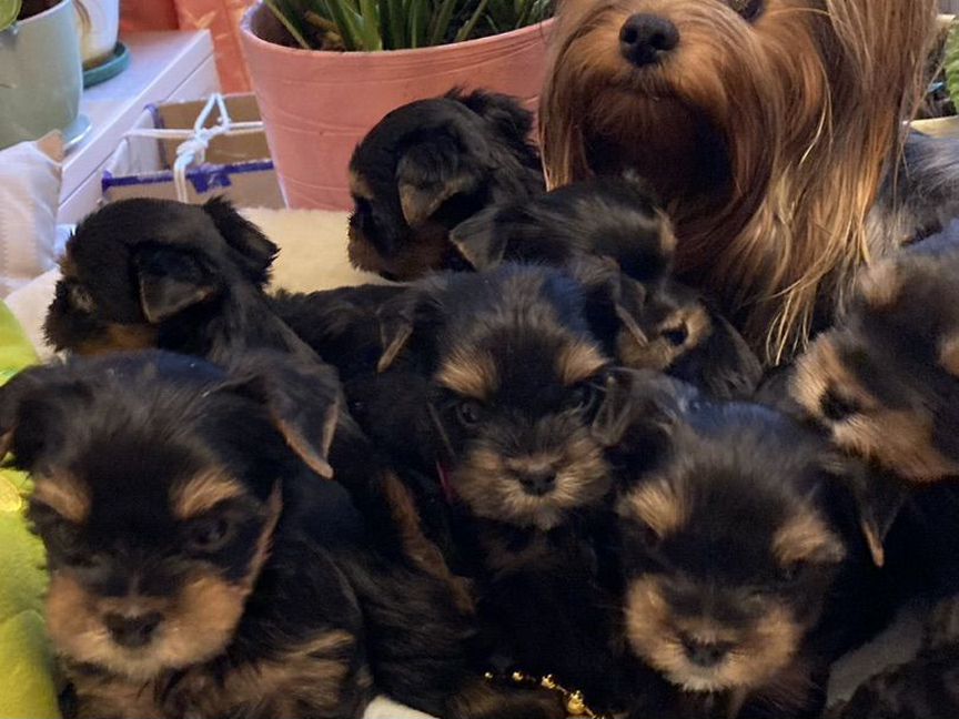 Йоркширский терьер