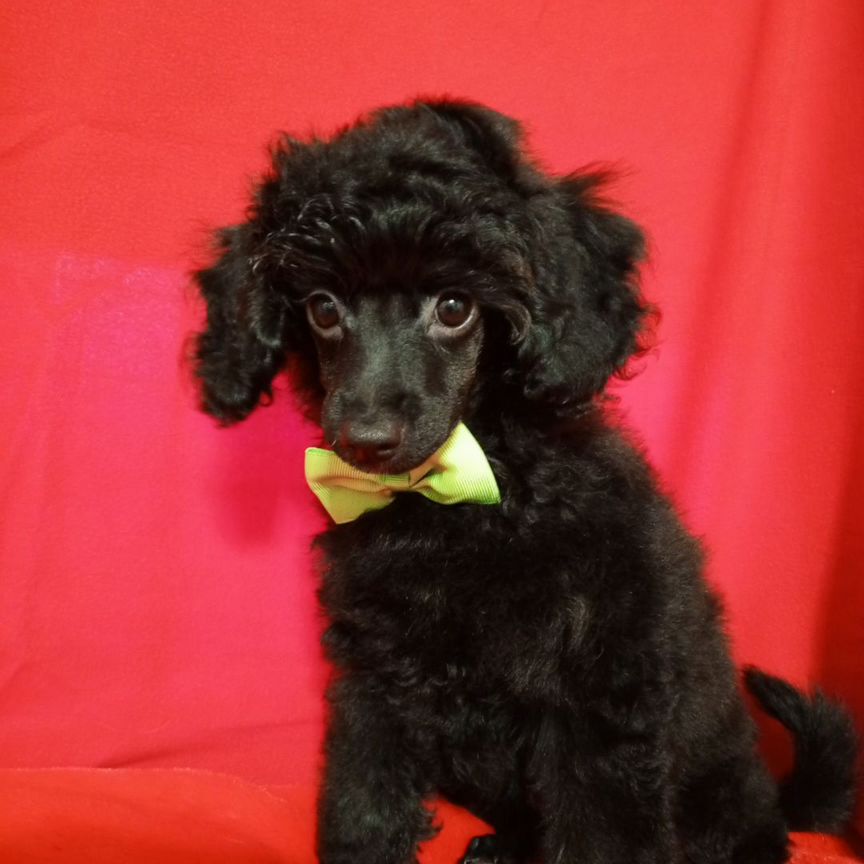 Карликовый пудель