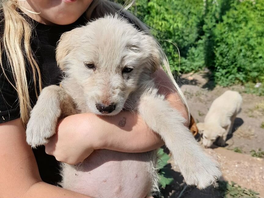 Щенки 7 чудесных малышей В добрые руки