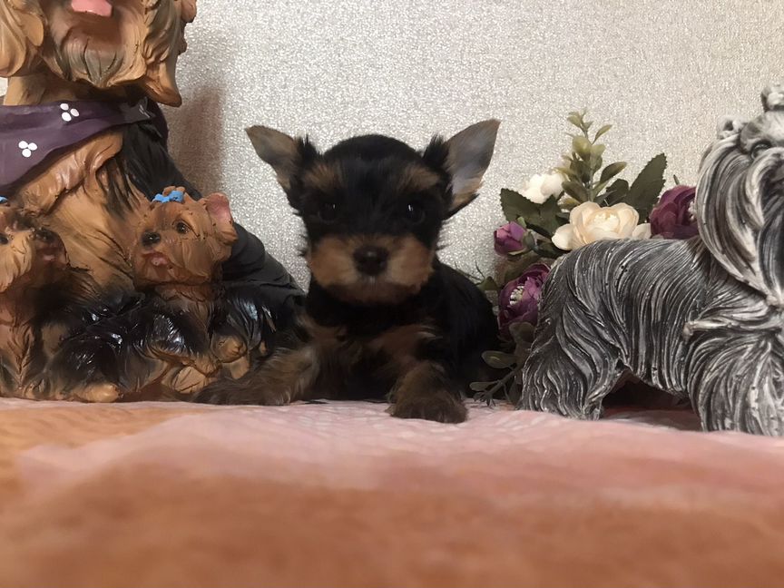 Йоркширский терьер мини мальчик