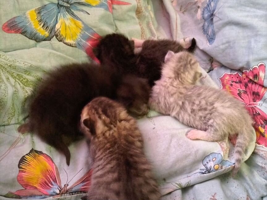Вислоухие котята