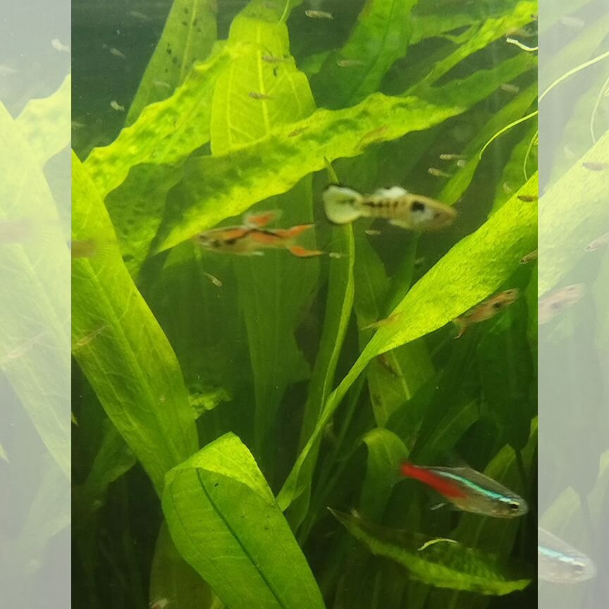 Гуппи эндлера мальки