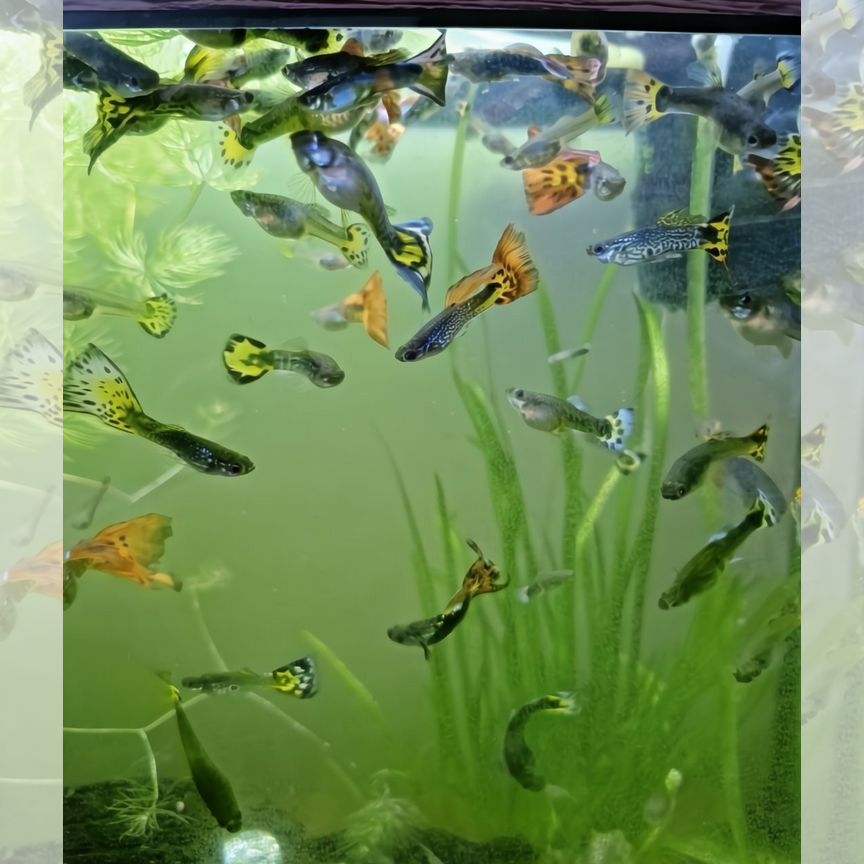 Аквариумные рыбки Гуппи