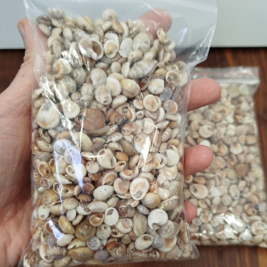 Ракушка морская мелкая