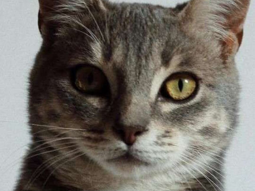 Шикарный кот Сильвер, 1 год