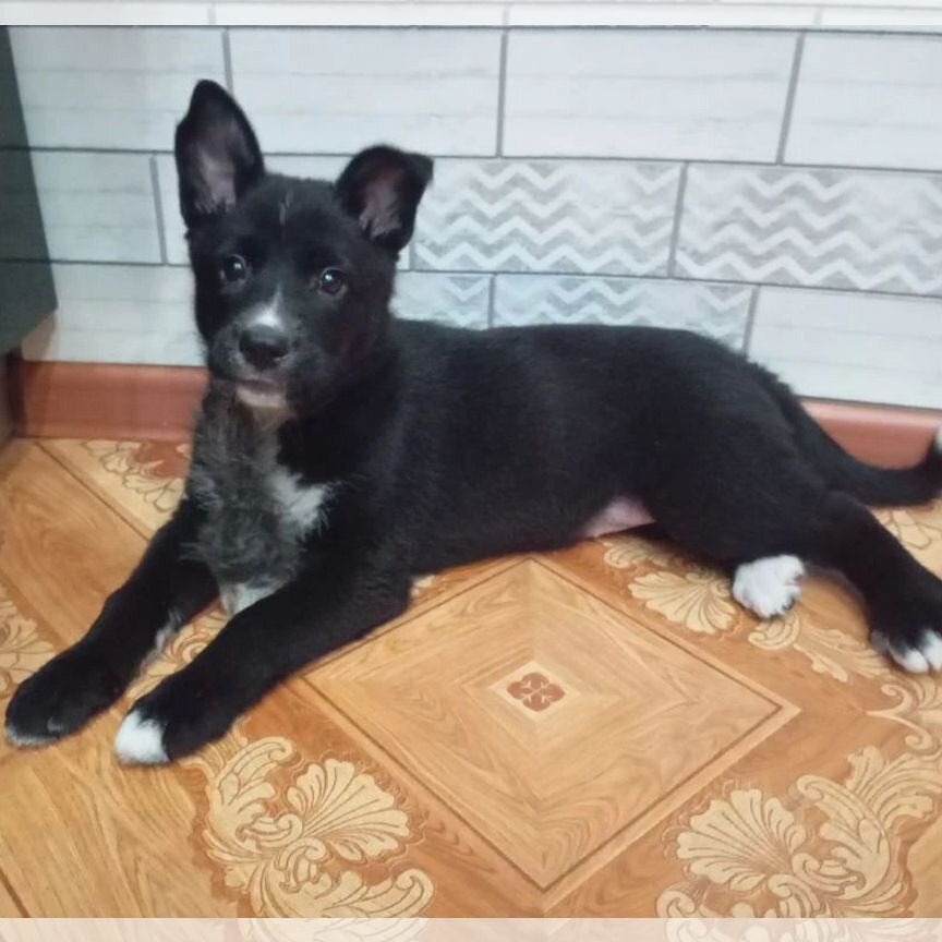 Щенок в добрые руки