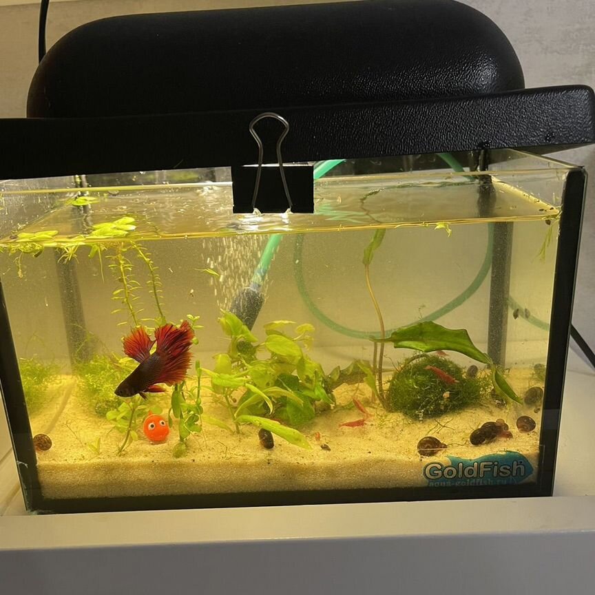 Аквариум - криветочник