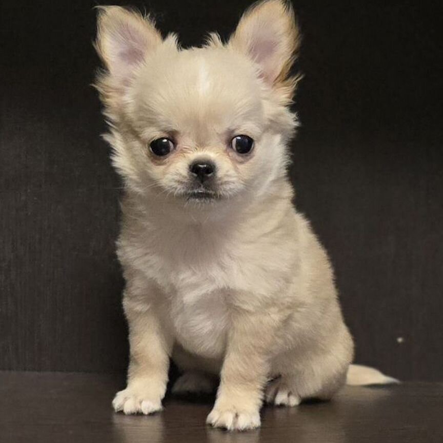 Супер курносый мальчик Чихуахуа