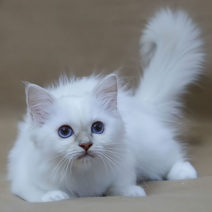 Бирманский котёнок